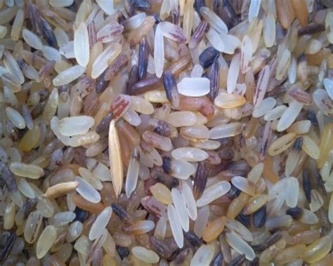 Rice Sorting Solution