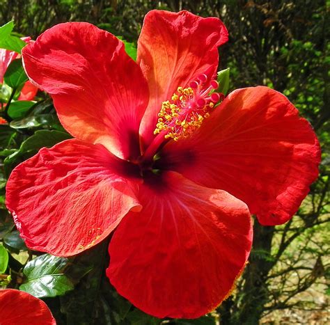 Hibiscus Rosa Sinensis Arizona