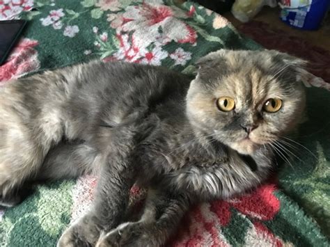 ВниманиеПропала кошка140724 с остановки 1 военный городок