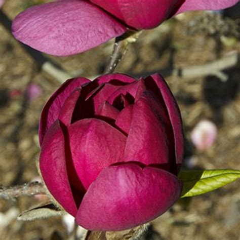 Магнолия Джени. (Magnolia Genie) С10 купить в интернет-магазине ЦВІТСАД ...