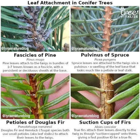18 Different Types Of Spruce Trees And Their Identifying Features