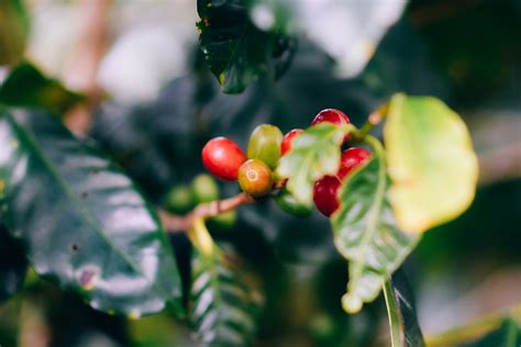 De Invloed Van Klimaatverandering Op Koffie Waarom De Prijzen Stijgen