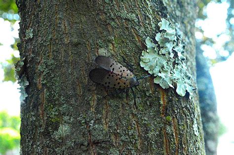 The Spotted Lanternfly Is Slowly Invading The SouthHere S What To Know