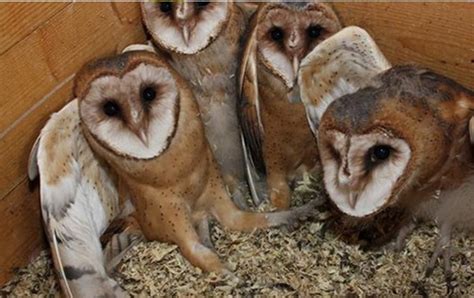 Chim L N L Con G T I Sao Nhi U Ng I Th Ng Ki Ng K Khi Th Y Chim L N K U