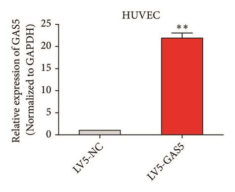 Gas5 Regulated Pten Expression And Affected Pi3k And Akt Download