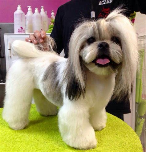 48 Ideas De Cortes Shi Tzu Peluquería De Perros Perro Shih Tzu
