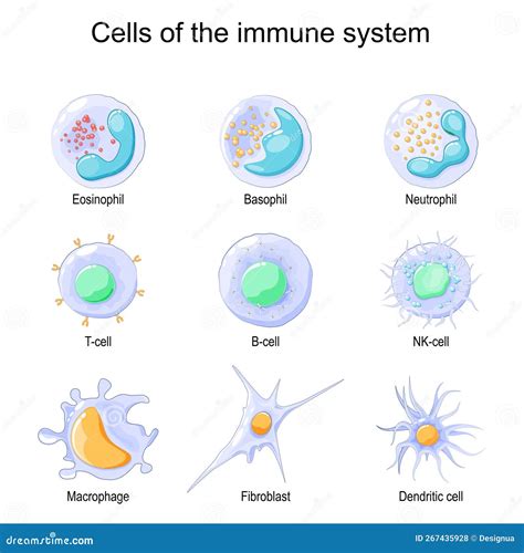 Células Do Sistema Imunitário Glóbulos Brancos Ou Leucócitos