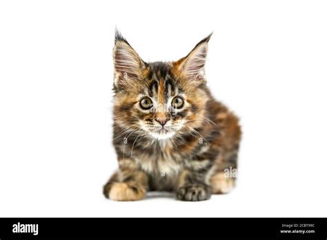 Tortoiseshell Maine Coon Kitten Isolated Cute Maine Coon Cat On White Background Little Funny