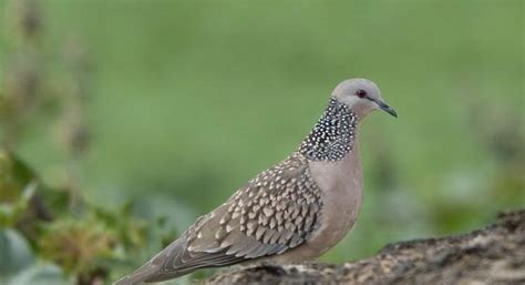 Kỹ Thuật Nuôi Và Chăm Sóc Chim Cu Gáy Chuẩn Nhất Mvietq