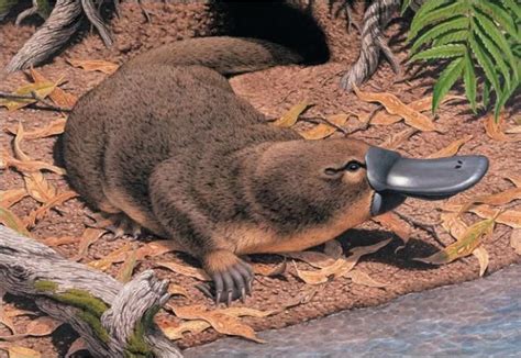 লিঙ্গ নির্ধারণ পদ্ধতি বিজ্ঞান ব্লগ