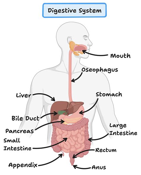 Digestive System Biology Cambridge CIE IGCSE Revision Notes