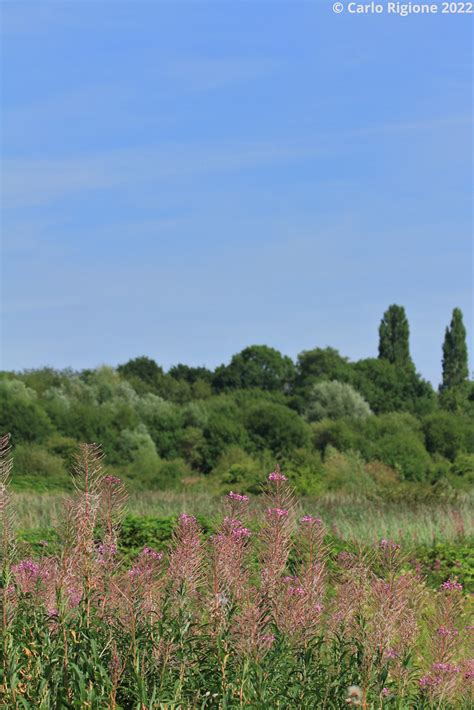 Flowers And Beyond Taken At Brandon Marsh Nature Reserve Carlo Rigione Flickr