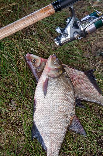 두 개의 큰 민물 일반적인 도미 생선과 자연 배경에 릴과 낚 싯 대 물고기잡이에 대한 스톡 사진 및 기타 이미지 물고기잡이 0명 강 Istock