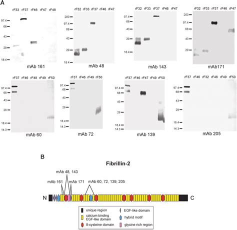 Mapping Of Epitopes Recognized By Fibrillin 2 Mabs Immunoblot Analyses Download Scientific