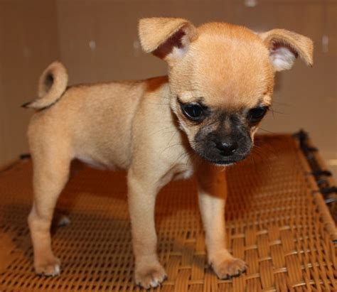 List 94 Pictures Chihuahua Mixed With A Pug Stunning