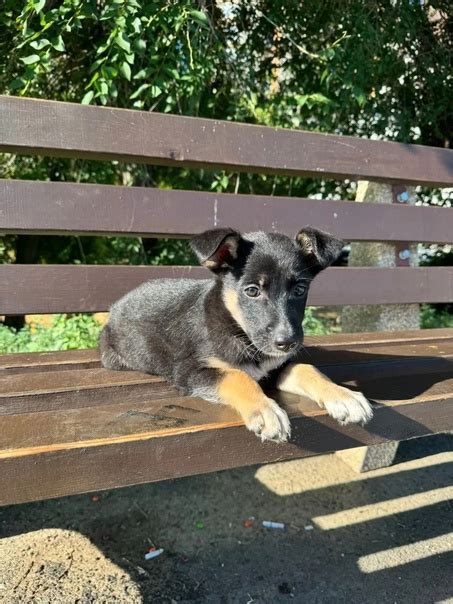 Помогаем информационно На Набережной г Энгельса найден бездомный щенок Девочка Возраст