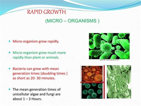 Single Cell Proteins Scp Ppt