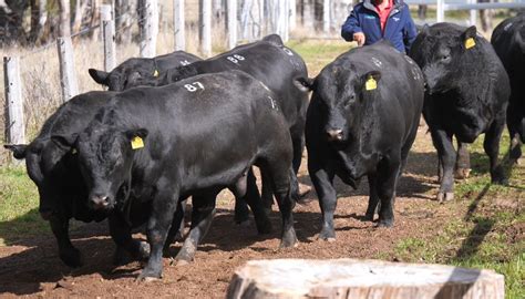 Eaglehawk Angus Selling 110 Angus Bulls Nsw Australia 10 Aug 23