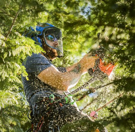 Tree Trimming Prunning Portland OR Oregon Tree Care
