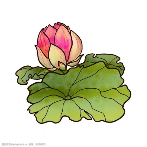 卡通莲花图片免费下载 卡通莲花素材 卡通莲花模板 图行天下