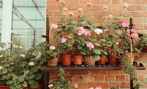 How To Grow Roses Indoors 2024 Guide