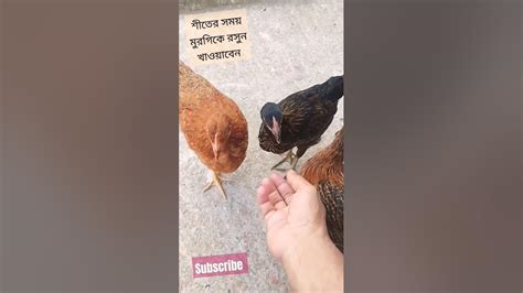 শীতকালে মুরগীর যত্ন মুরগিপালন মুরগিরবাচ্চা Shorts Short Youtube