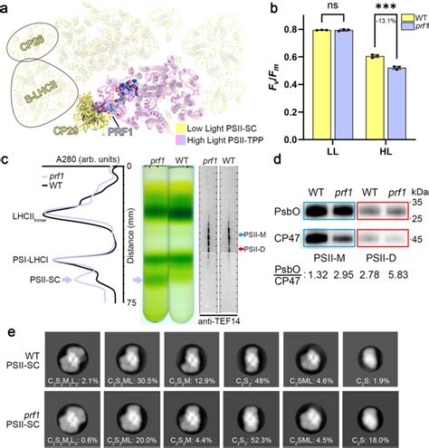 The Binding Site And Function Of Prf1 A Structure Of The Psii Tpp