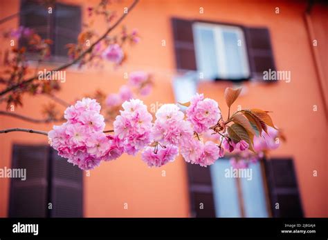 Beautiful Japanese Cherry Or Sakura Blooming In Spring Against Orange House In Italy Stock Photo