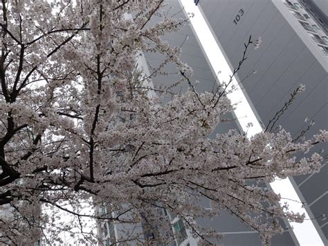 벚꽃 갤러리 dsclub