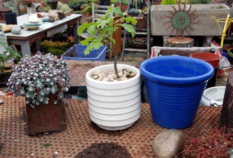 Stonecrop And Black Oak