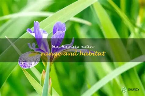 Blue Flag Iris Native Range And Habitat Shuncy