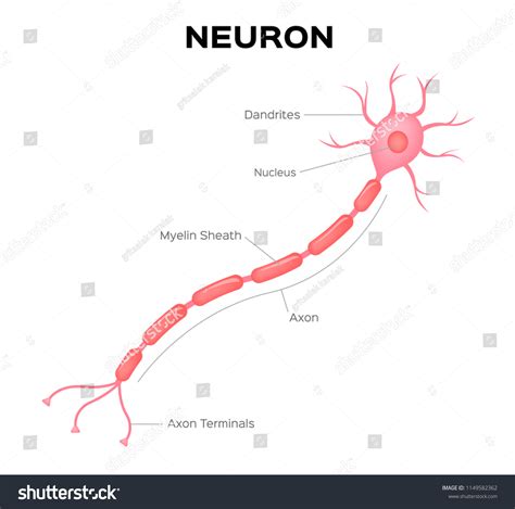 Neuron Anatomy Vector Infographic Stock Vector Royalty Free