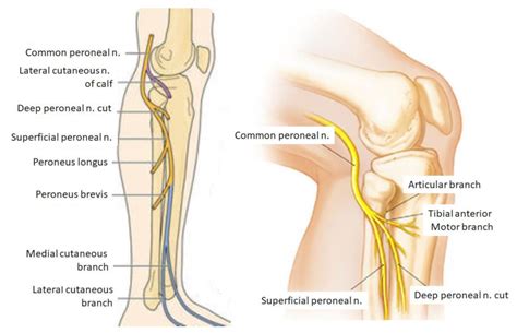 Sciatic Nerve Motor Function Test Infoupdate Org