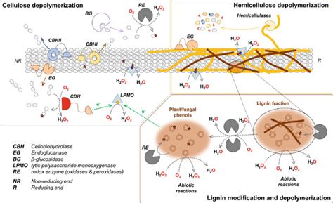 1 Enzymatic Depolymerization Of Plant Cell Wall Polysaccharides A Download Scientific Diagram