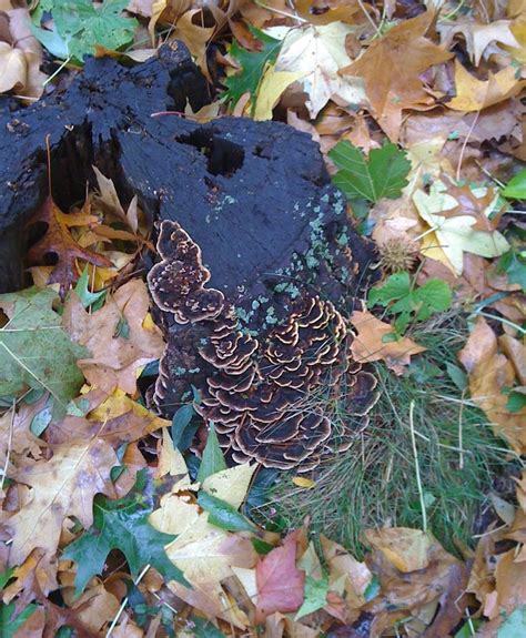 Trametes versicolor at Riverside park カワラタケ雲芝 sjkw Flickr