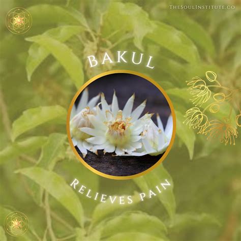 Adora Winquist On Linkedin Aromatherapy Modernalchemy