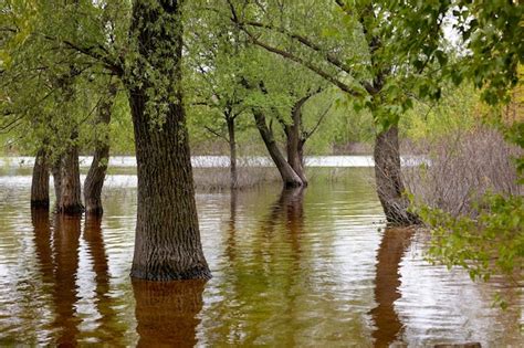 Premium Photo Image Of Trees In The Water After The Spill Of A Large River