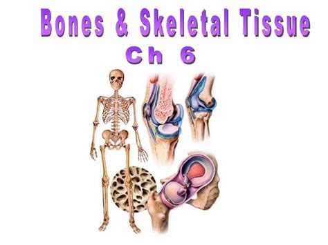 PPT Bones Skeletal Tissue PowerPoint Presentation Free Download ID