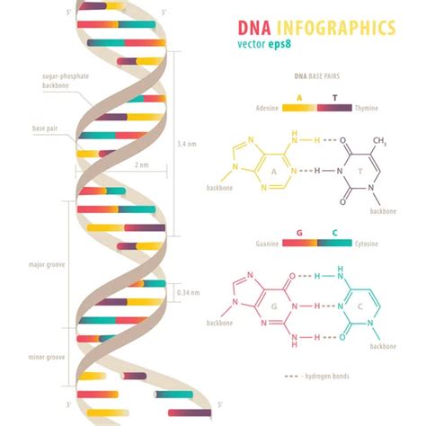 Nucléobase Vector Art Stock Images Depositphotos