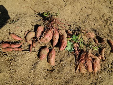 고구마 다이어트에 좋다 구암카페