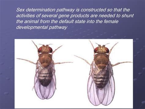 Ppt Developmental Genetics Powerpoint Presentation Free Download Id 3802198