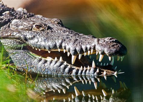 Prehistoric Crocodile Name
