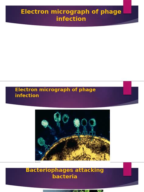 Electron Micrograph Of Phage Infection Pdf