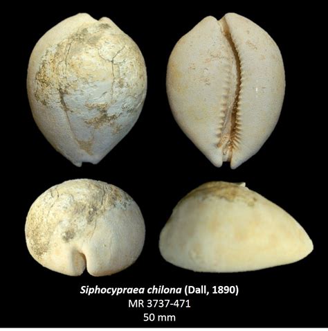 Siphocypraea Chilona Gastropods The Fossil Forum