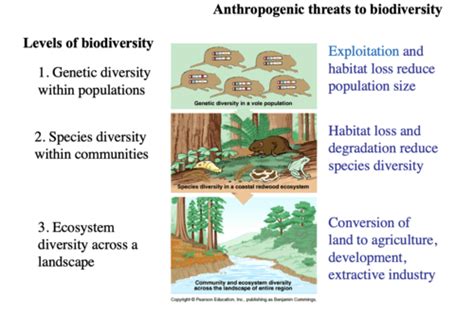Unit 2 Biodiversity Notes Flashcards Quizlet