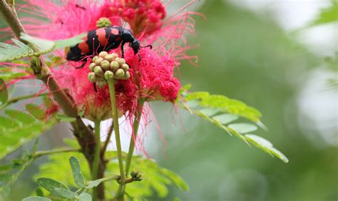 Sequoia Giant Sequoia Biodiversity At Lums Sequoia Giant Sequoia Biodiversity At Lums