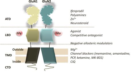 Model Of The Structure Of Nmda Receptors Nmda Receptors Are