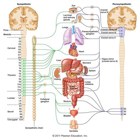 Brain Stem Function Nervous System Diagram 027 The 3 Parts O