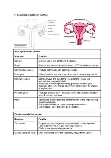 Summary Biology A Level Sexual Reproduction In Humans Notes WJEC Sexual Reproduction In