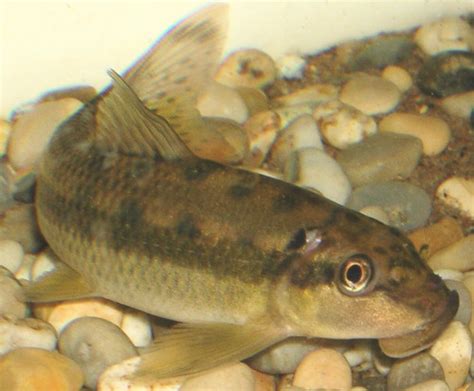 Sucking Loach Algae Eater Onlineaquaticstore